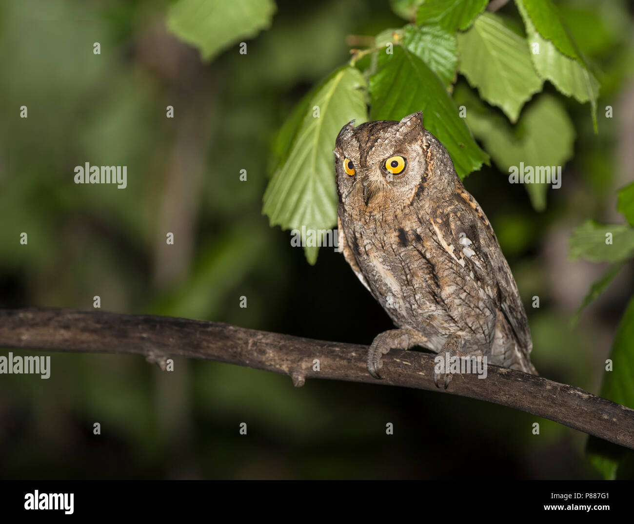 Eurasian Scops-Owl, Dwergooruil Stock Photo - Alamy