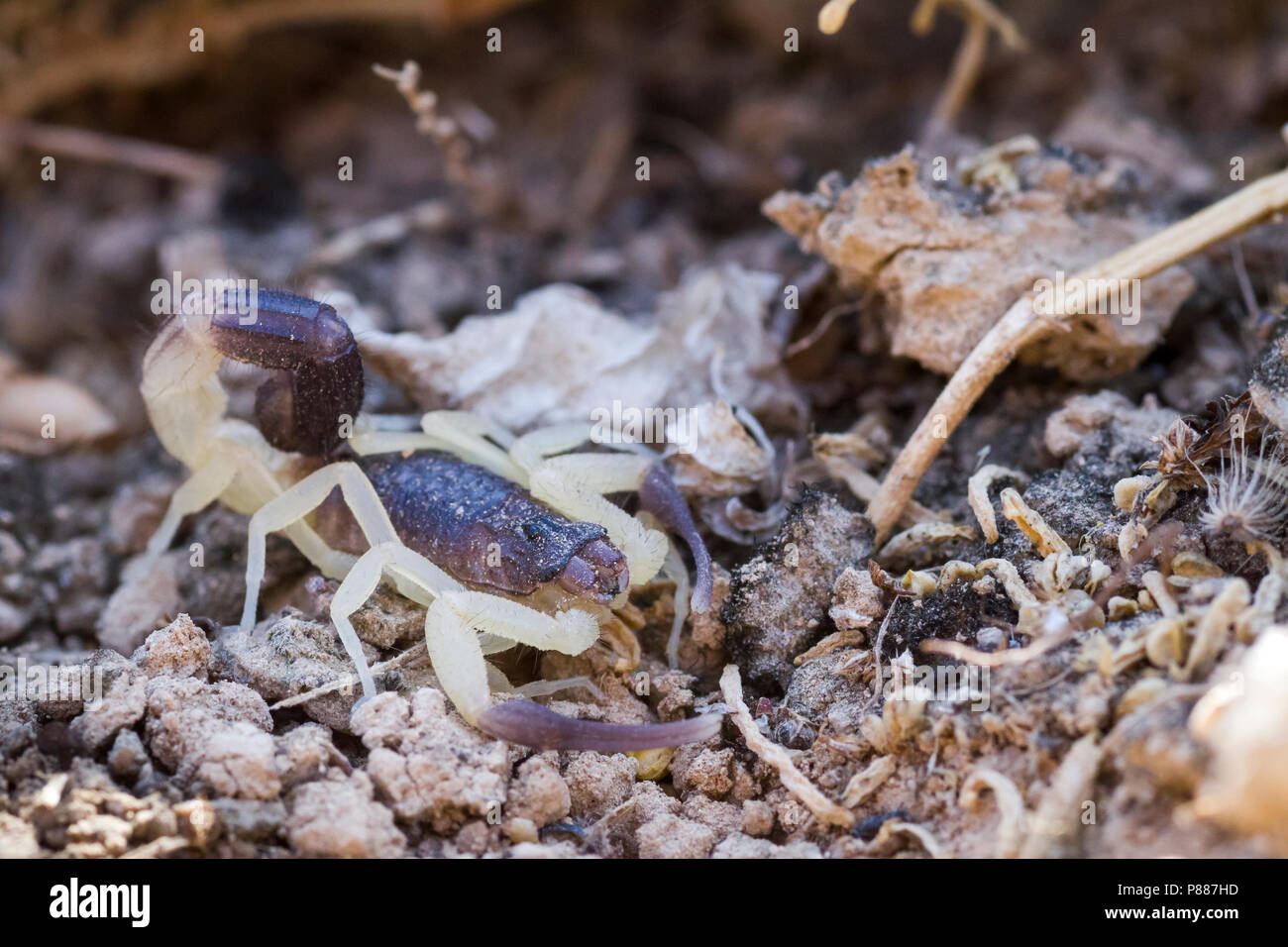 Scorpion species, Oman Stock Photo - Alamy