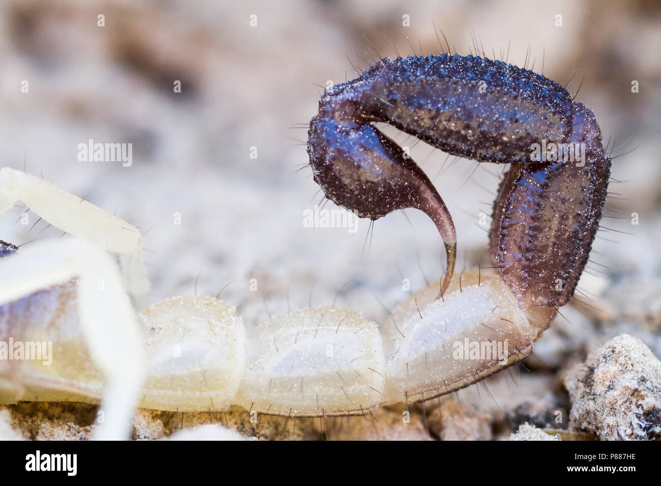 Scorpion species, Oman Stock Photo - Alamy