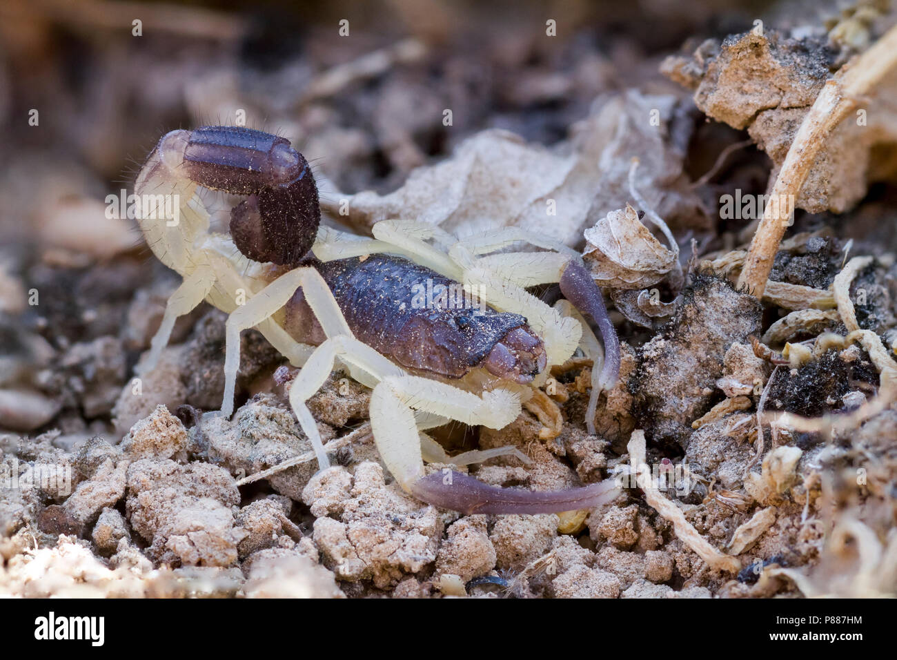 Scorpion species, Oman Stock Photo - Alamy