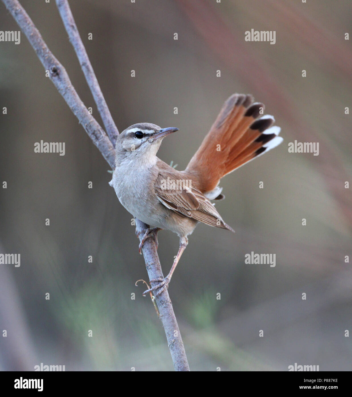 Rufous tailed scrub robin cercotrichas galactotes hi-res stock ...
