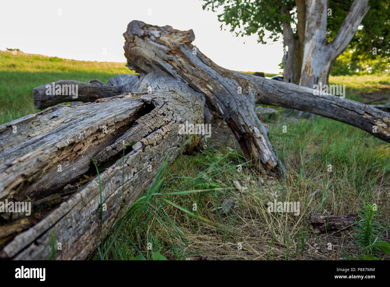 Hackberry Log