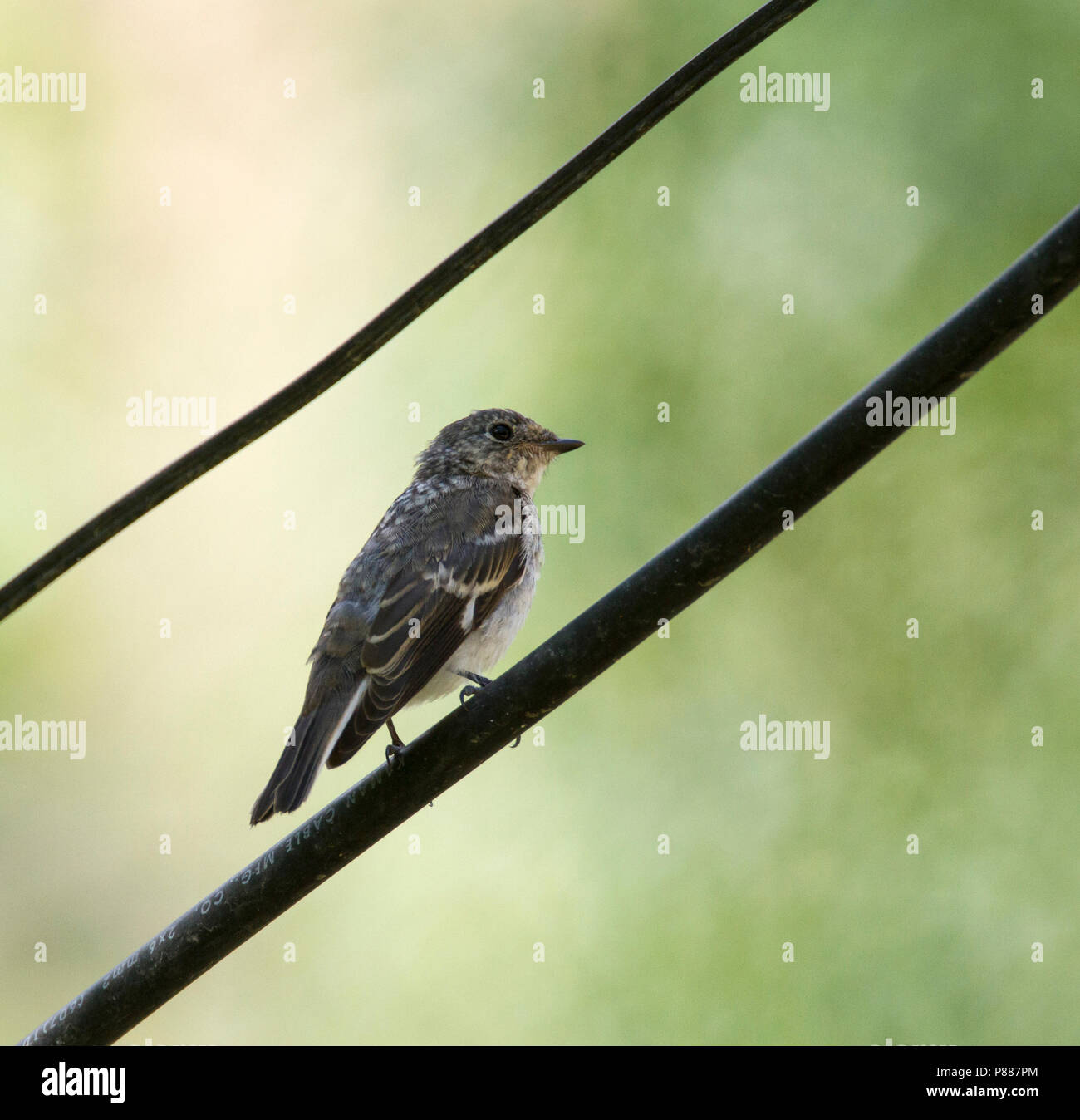 Juvenile Semi-collared Flycatcher (Ficedula semitorquata) in Northern ...