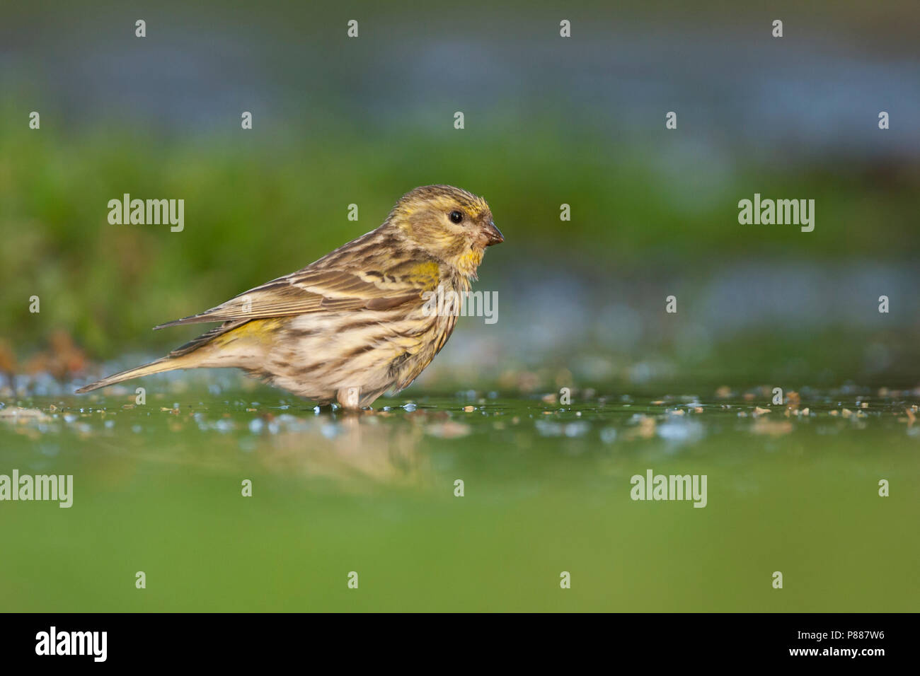 Eurokannetje hi-res stock photography and images - Alamy