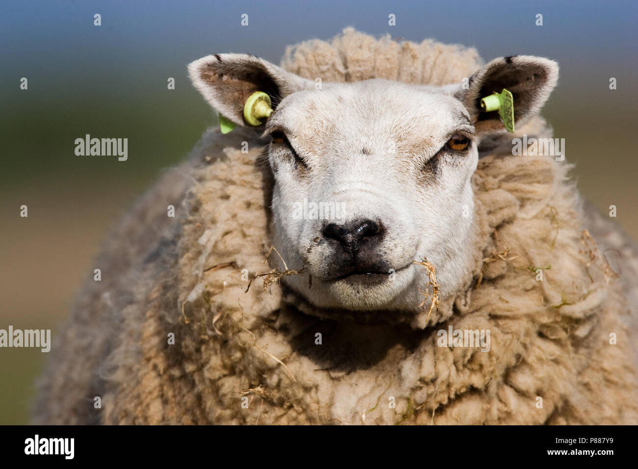 Sheep van hi-res stock photography and images - Alamy