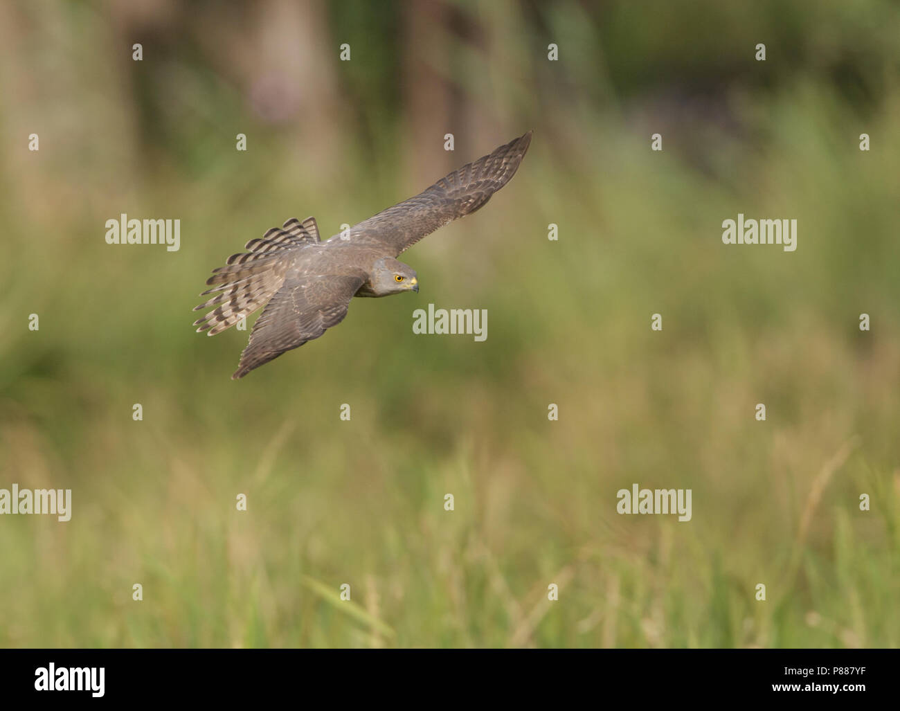 Accipiter badius cenchroides hi-res stock photography and images - Alamy