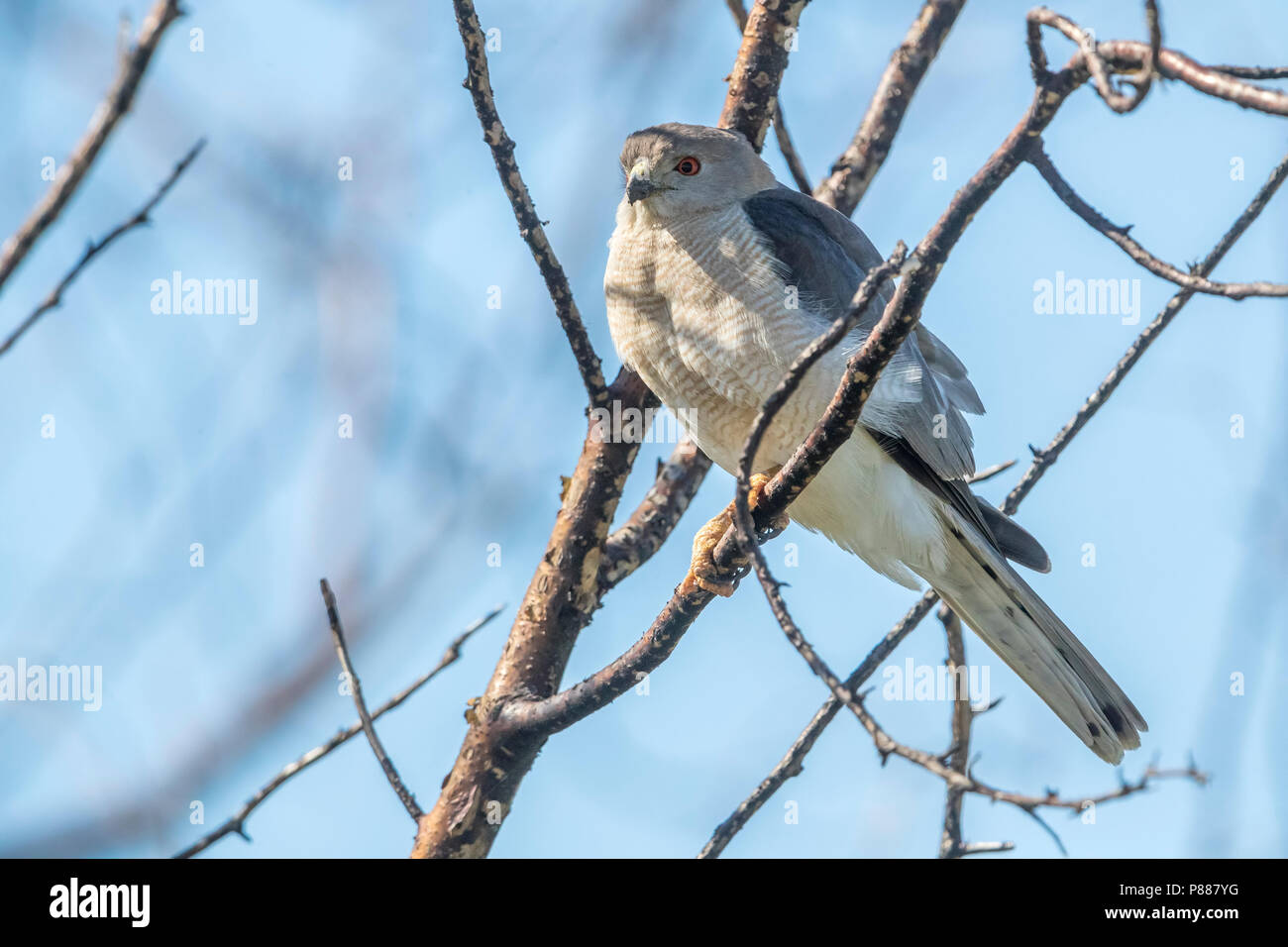 Accipiter badius cenchroides hi-res stock photography and images - Alamy