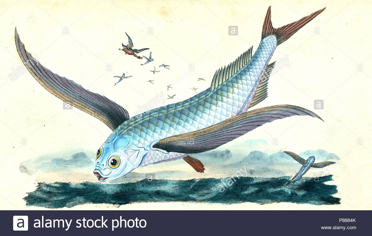 Exocoetus Stock Photos & Exocoetus Stock Images - Alamy