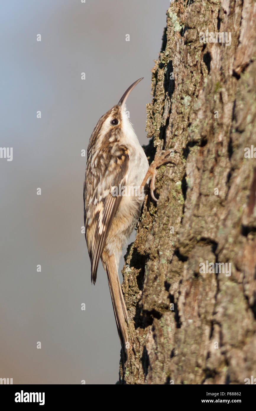 Short toed treecreepers hi-res stock photography and images - Alamy
