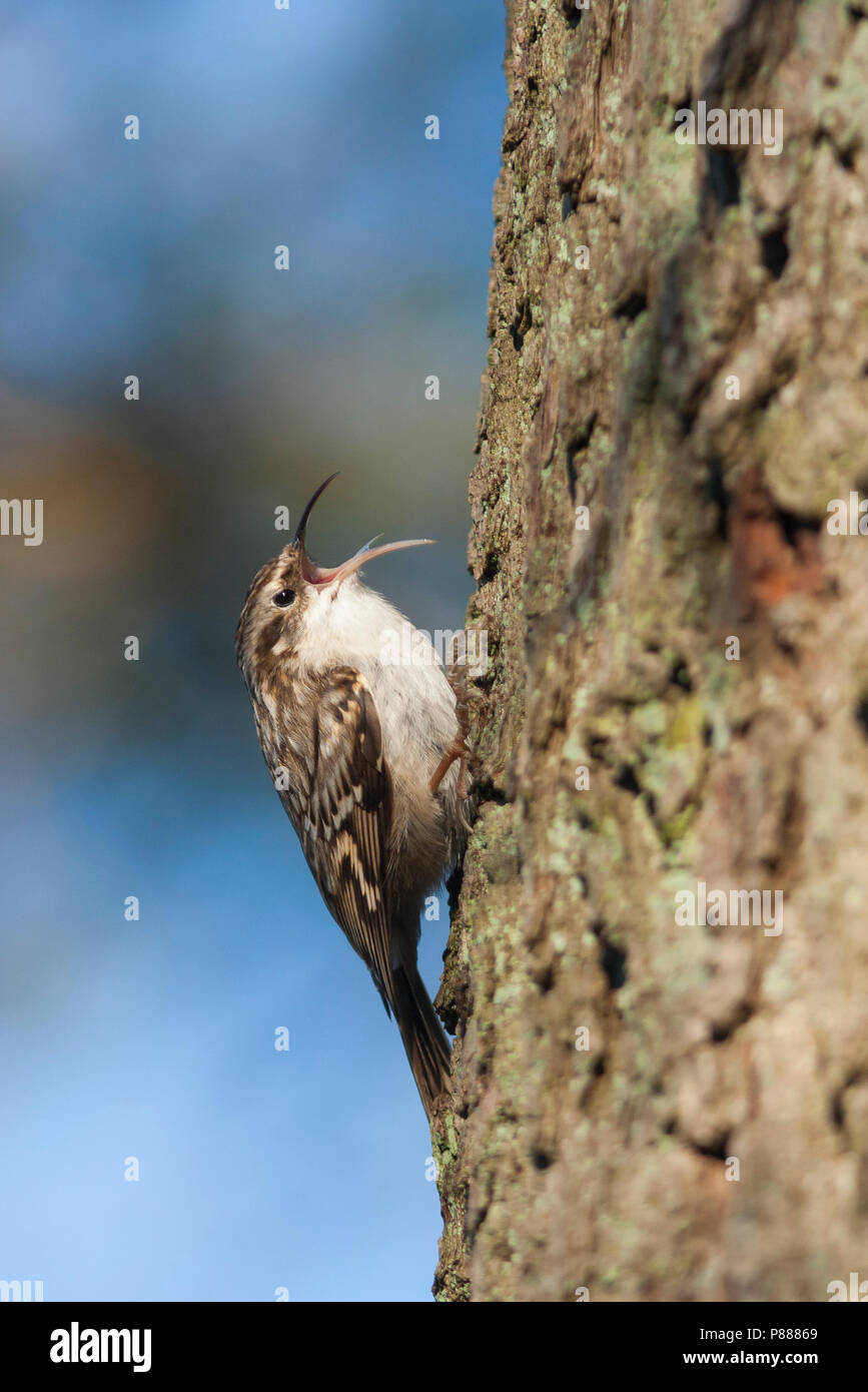 Short toed treecreepers hi-res stock photography and images - Alamy