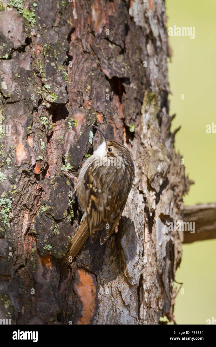Short-toed Treecreeper - Gartenbaumläufer - Certhia brachydactyla ssp ...