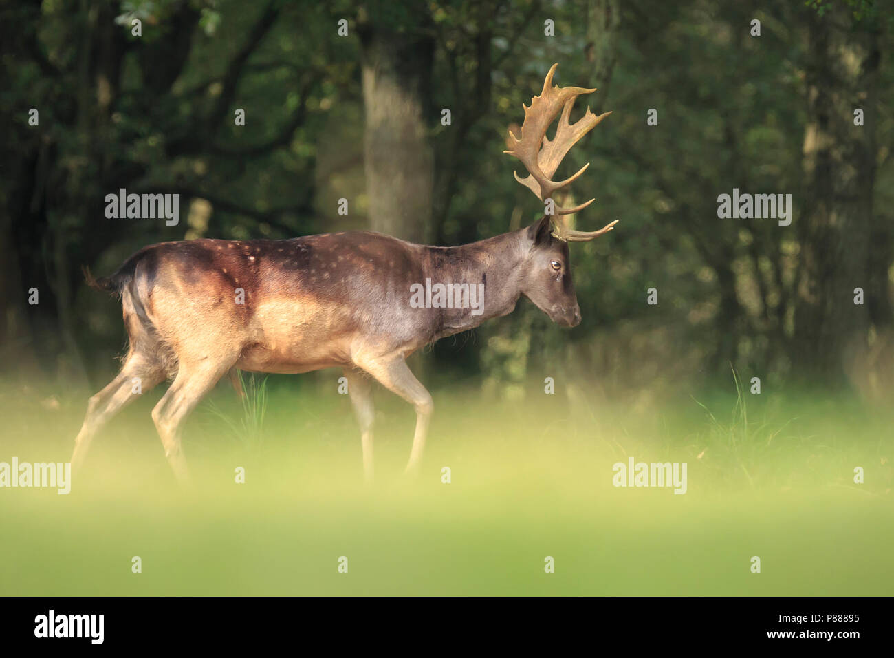 Adult hunting on hind legs hi-res stock photography and images - Alamy