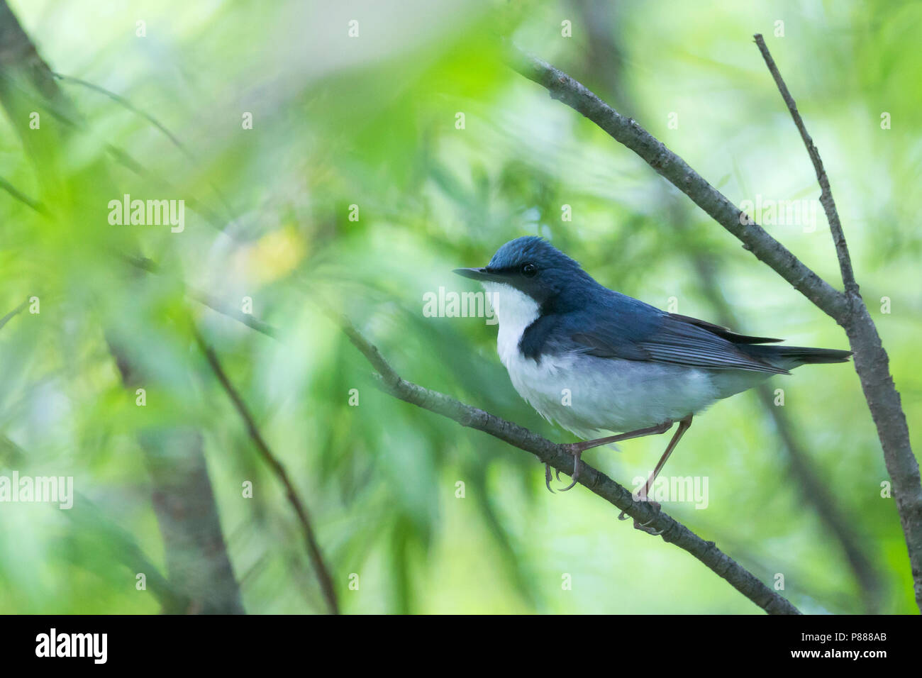 Larvivora cyane hi-res stock photography and images - Alamy