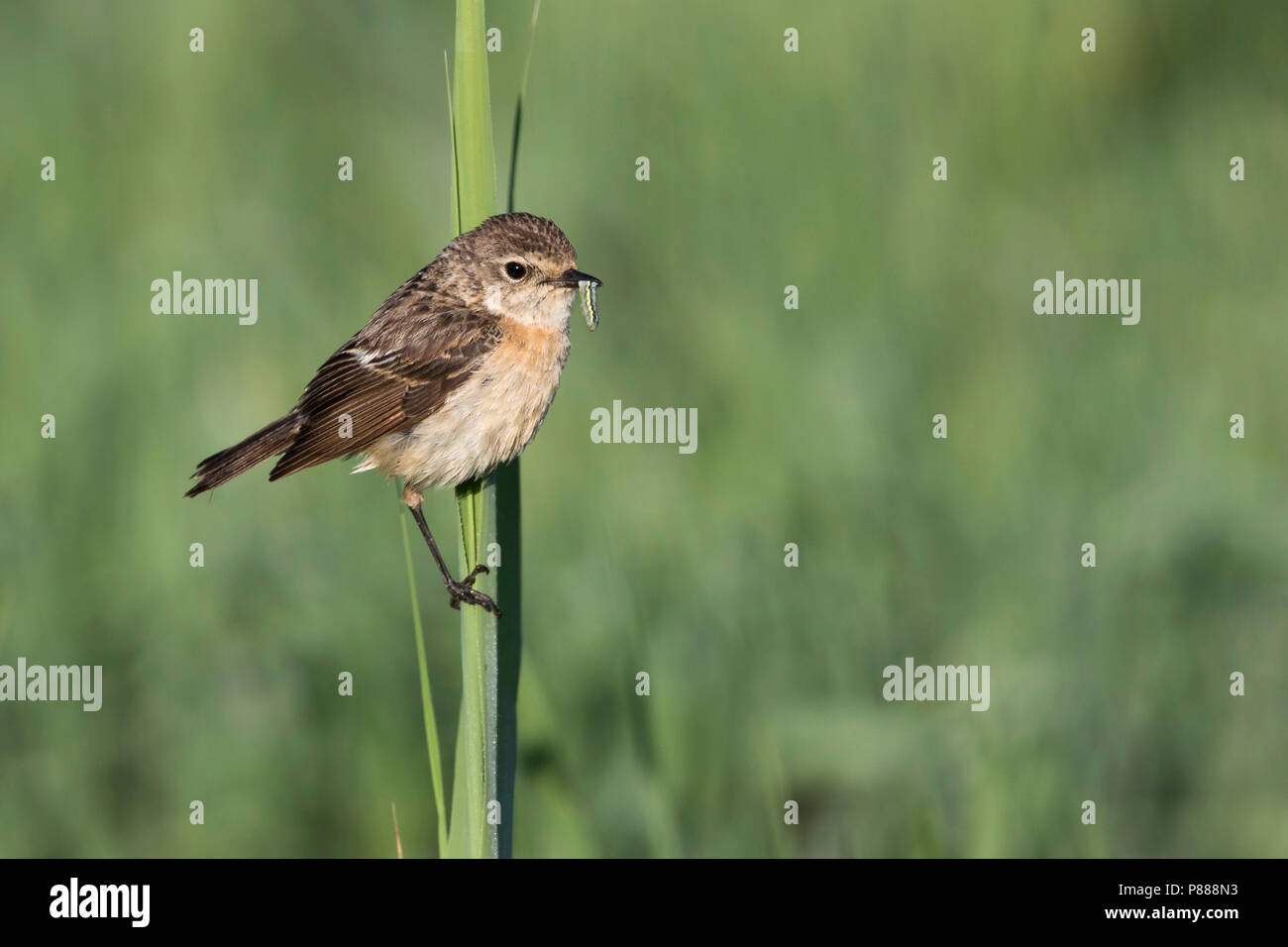 Siberian Stonechat - Pallasschwarzkehlchen - Saxicola maurus ...