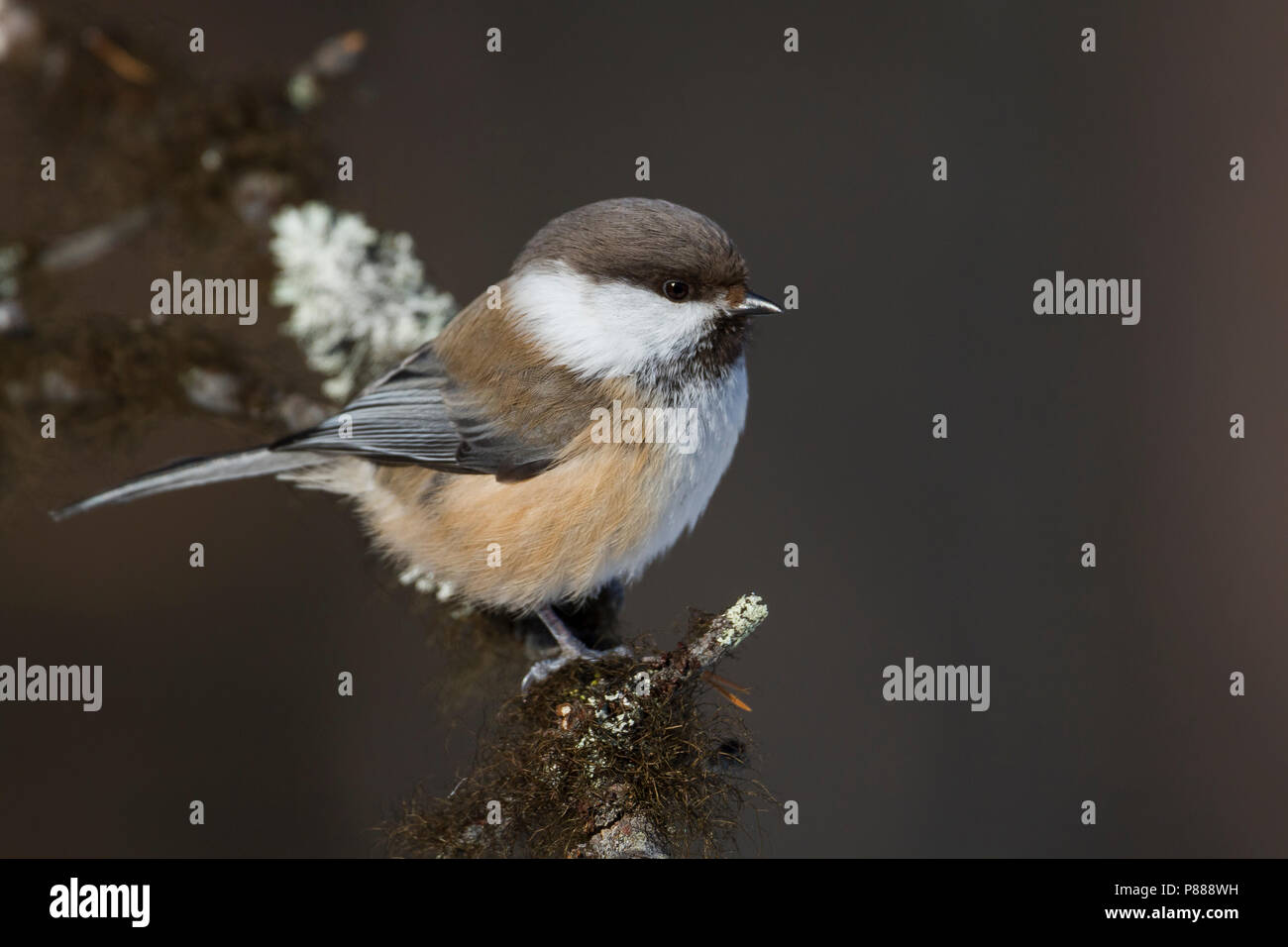 Siberian Tit - Lapplandmeise - Poecile cinctus lapponicus, Finland ...