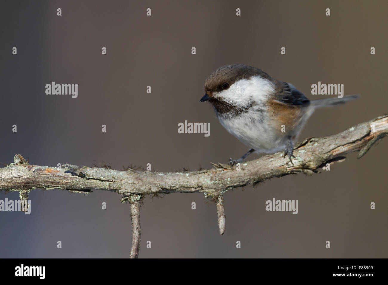 Siberian Tit - Lapplandmeise - Poecile cinctus lapponicus, Finland ...
