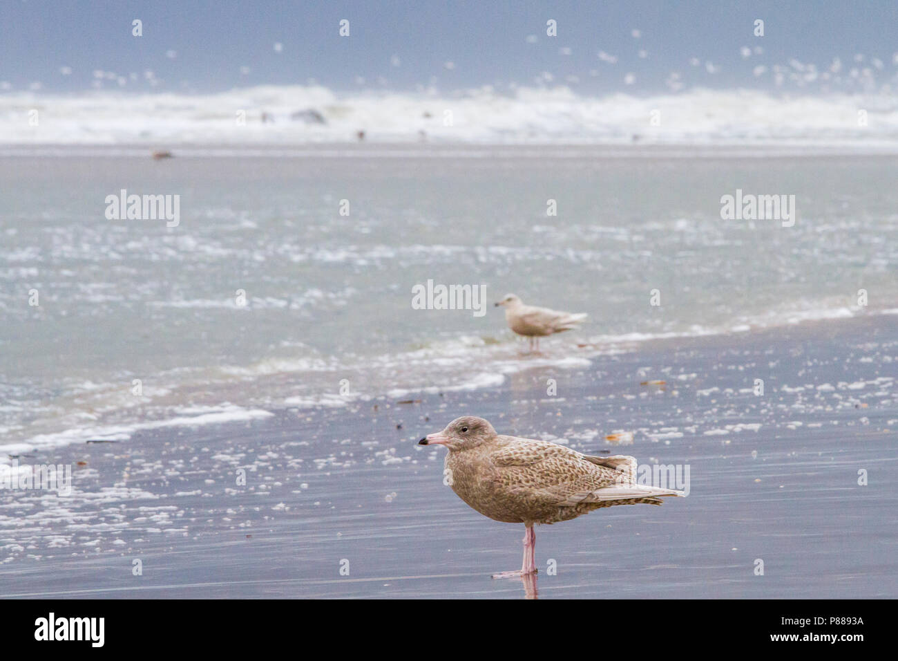 Grote Burgemeester, Glaucous Gull, Larus hyperboreus Stock Photo - Alamy