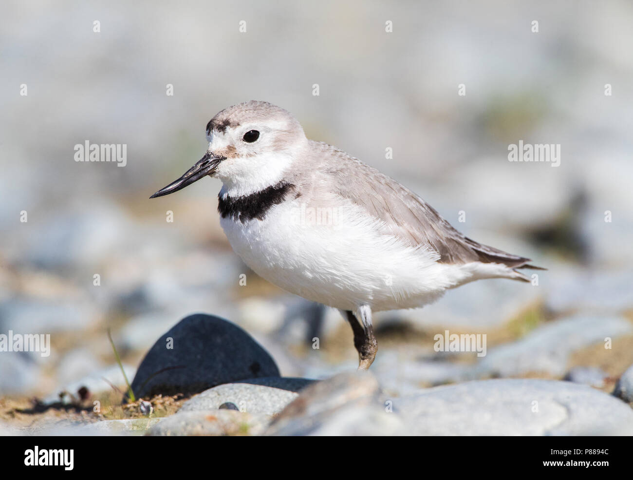 Wrybill (Anarhynchus frontalis) standing in a river bed with stones. It ...