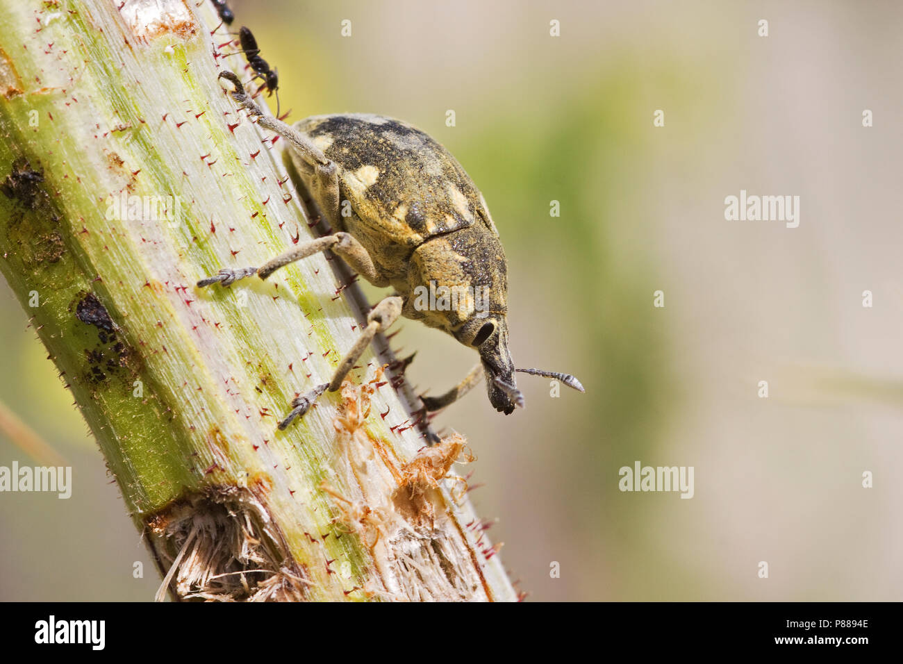 snuitkever; Globe Thistle Weevil Stock Photo - Alamy