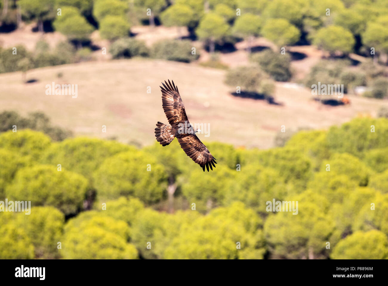 Golden Eagle (Aquila chrysaetos) flying over Spanish landscape seen ...