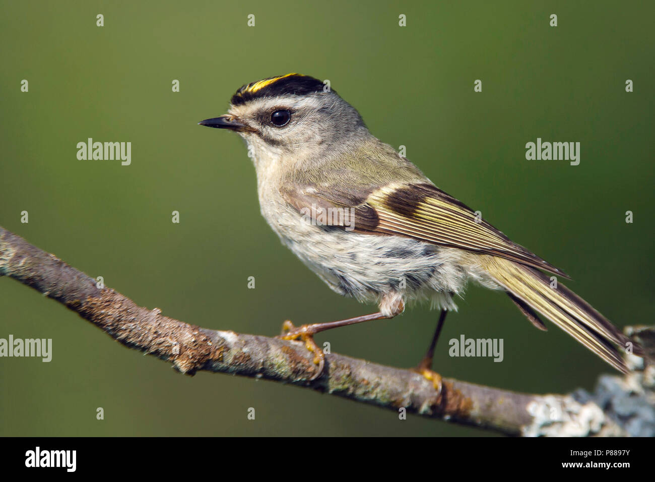 Bird chippewa hi-res stock photography and images - Alamy