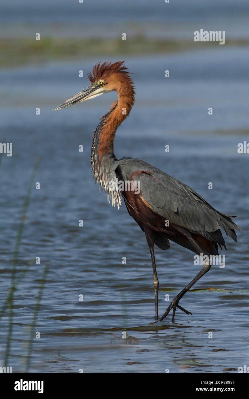 Goliath Heron (Ardea goliath) standing in water Stock Photo - Alamy