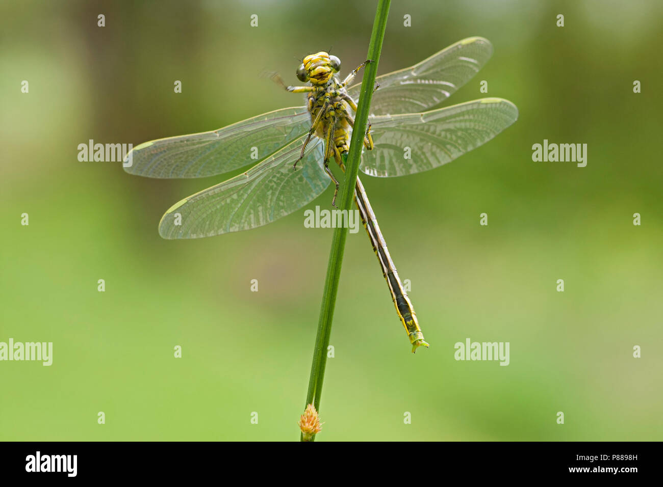 Gomphus pulchellus hi-res stock photography and images - Alamy