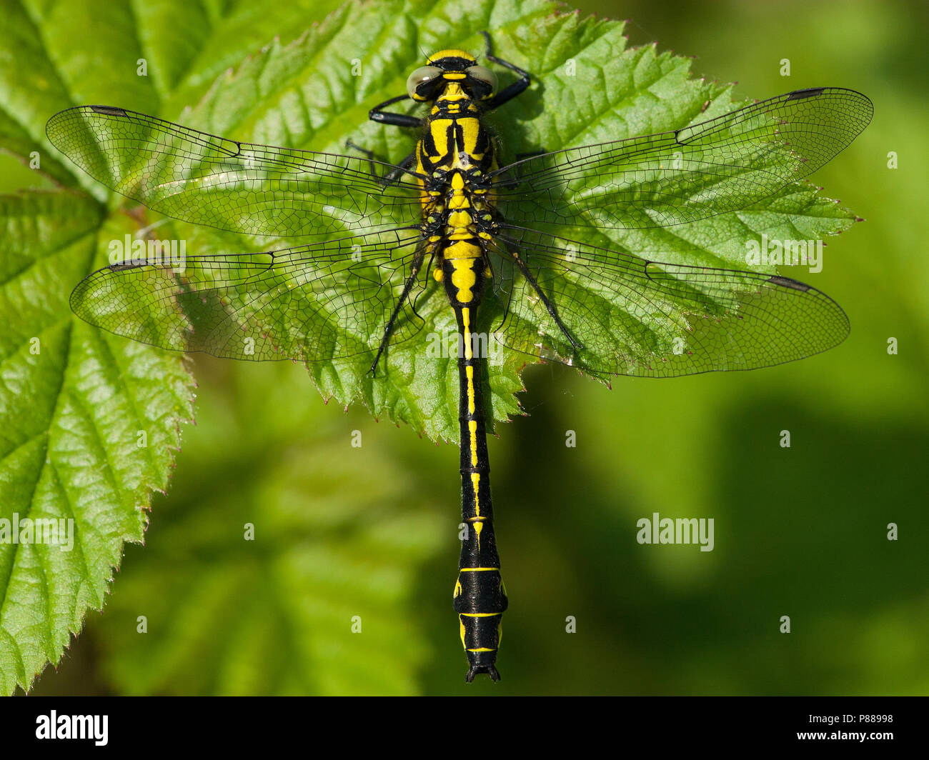 Gomphus vulgatissimus [male] hi-res stock photography and images - Alamy