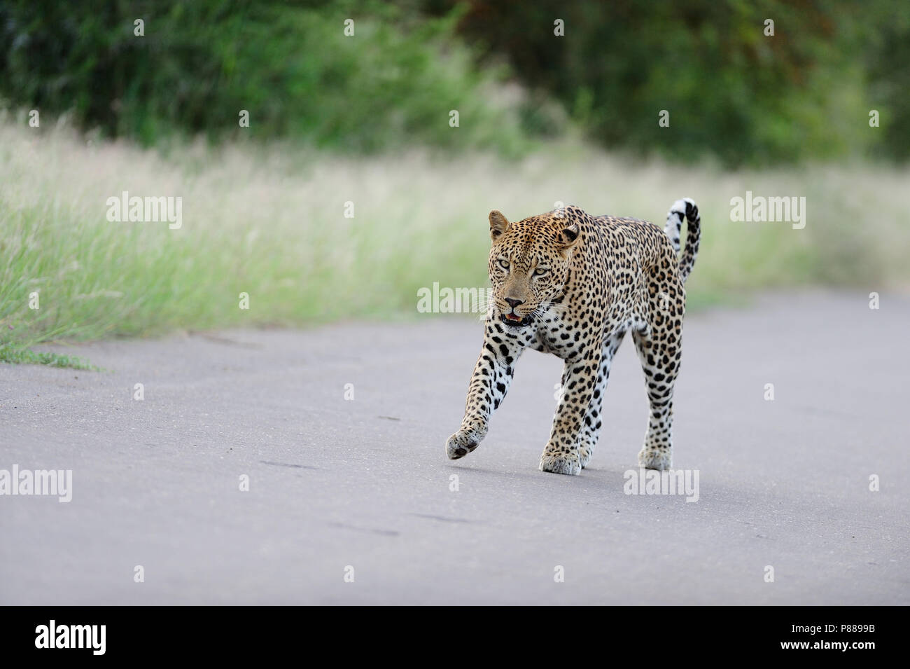 Leopard on the tar road bush in Kruger Stock Photo - Alamy