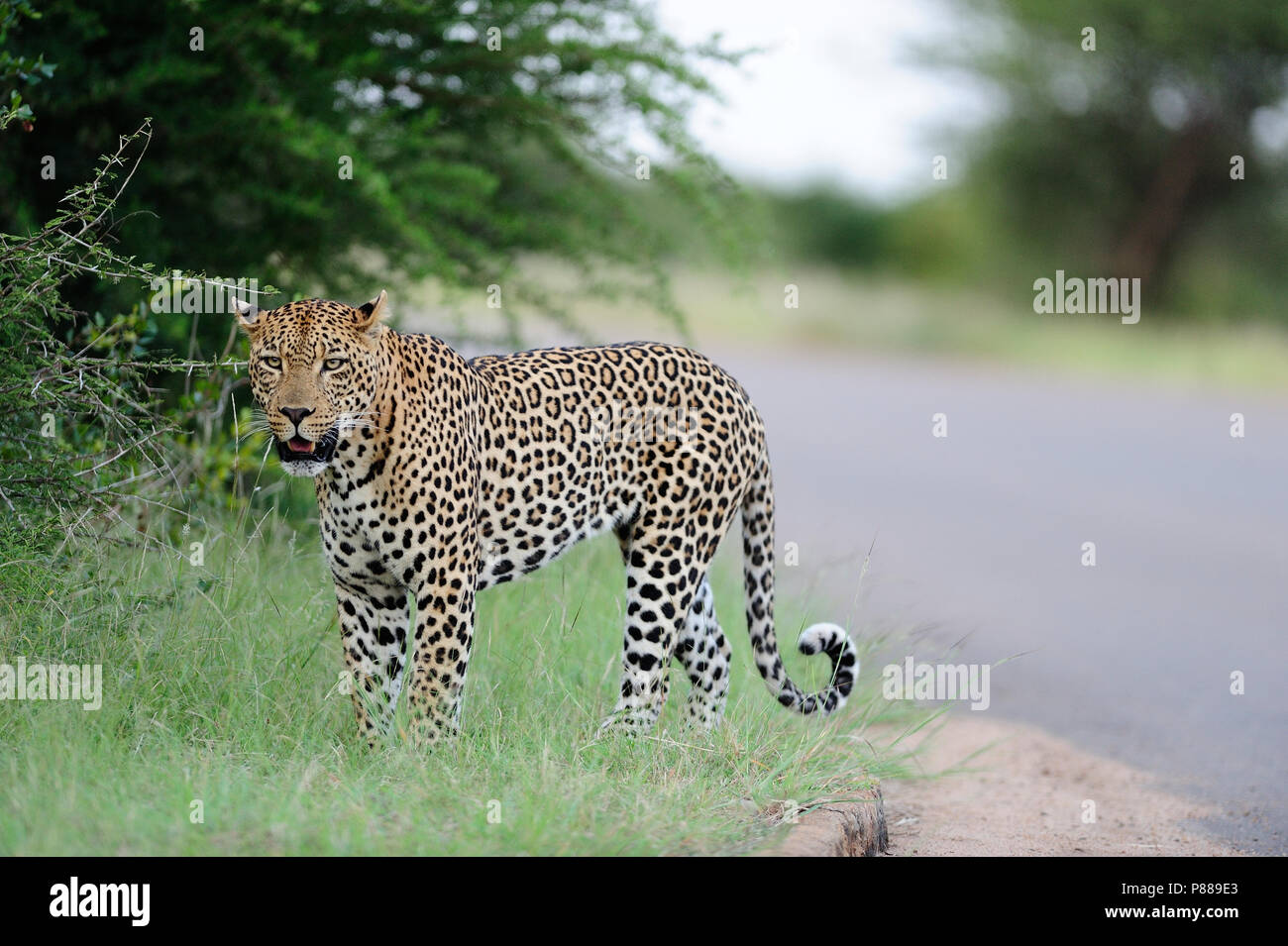 Leopard on the tar road bush in Kruger Stock Photo - Alamy