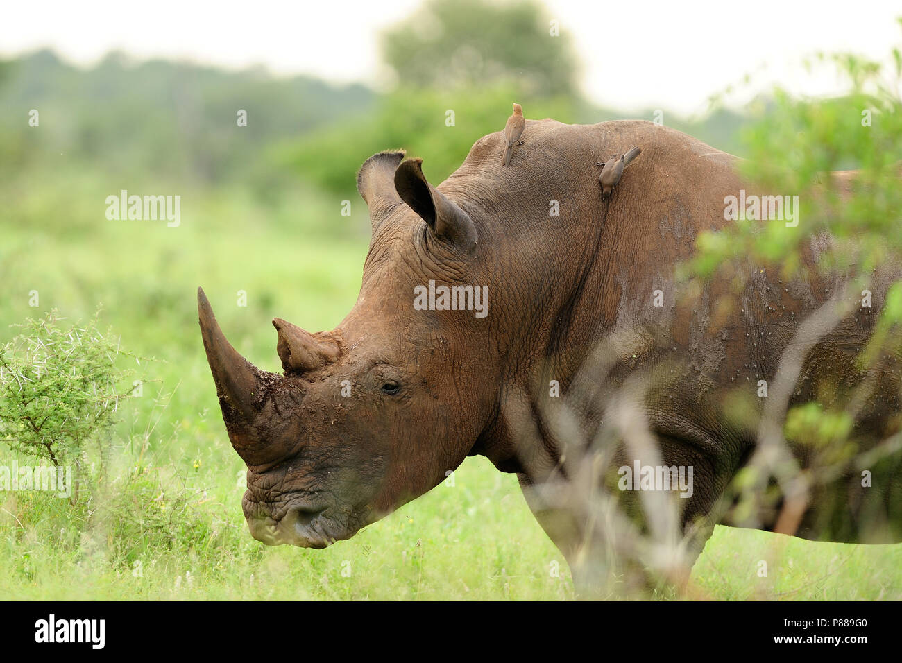 White rhino close up portrait Stock Photo - Alamy