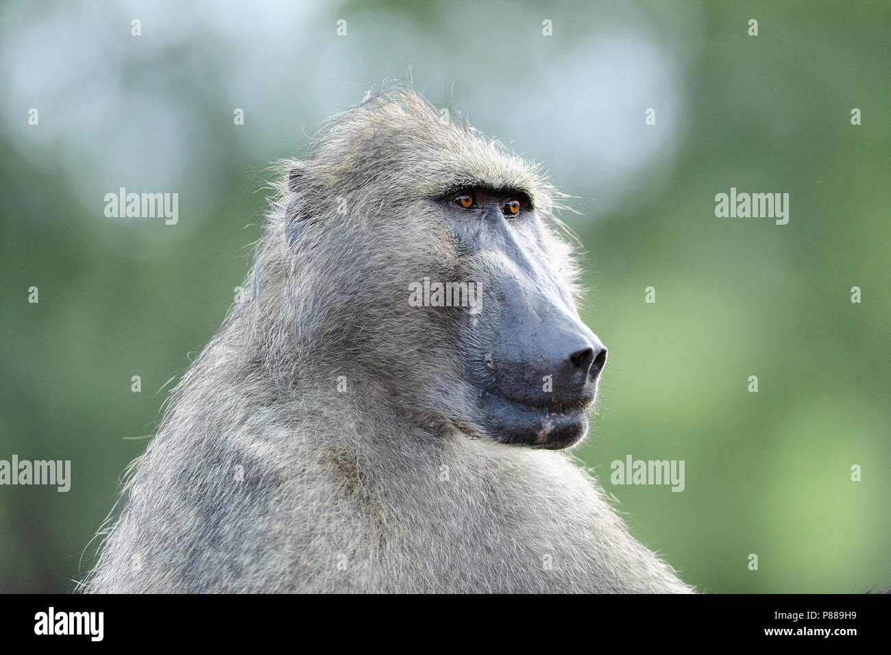 Male baboon hi-res stock photography and images - Alamy