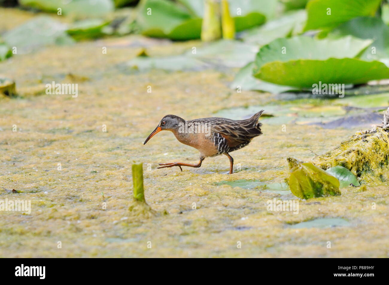 Virginia Rail, an adult bird in a marsh in Ontario, Canada Stock Photo ...