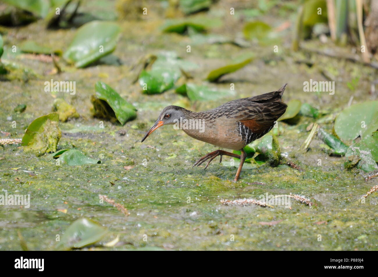 Virginia Rail, an adult bird in a marsh in Ontario, Canada Stock Photo ...