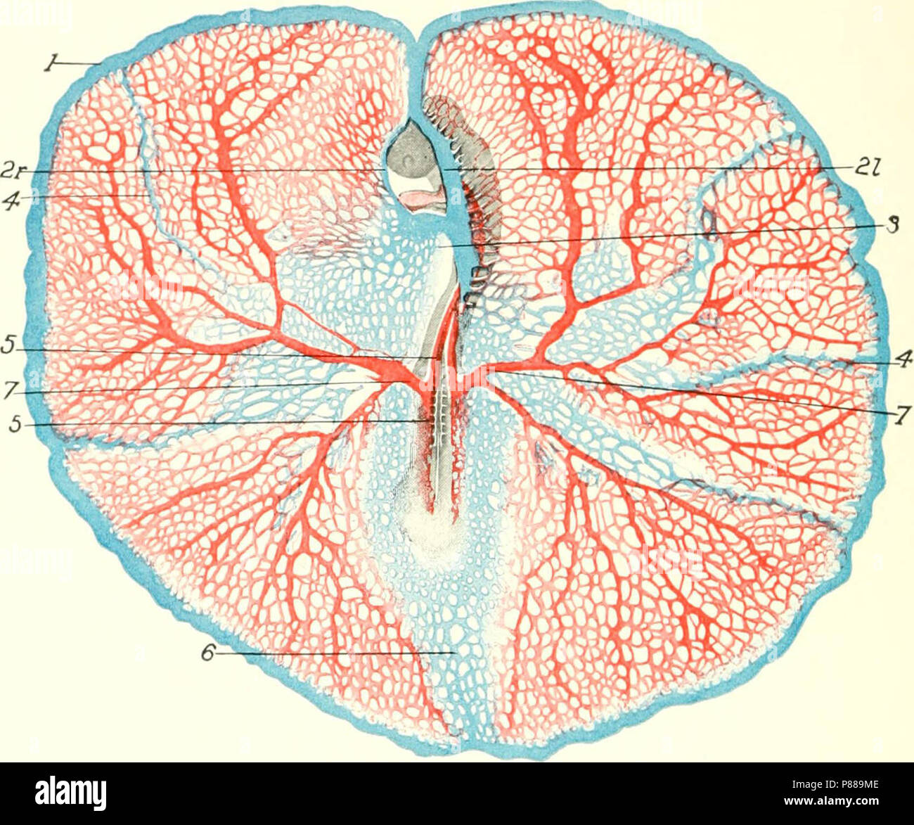 "The development of the chick; an introduction to embryology" (1908 ...