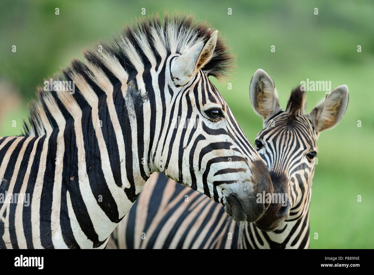 Two Zebras In Love