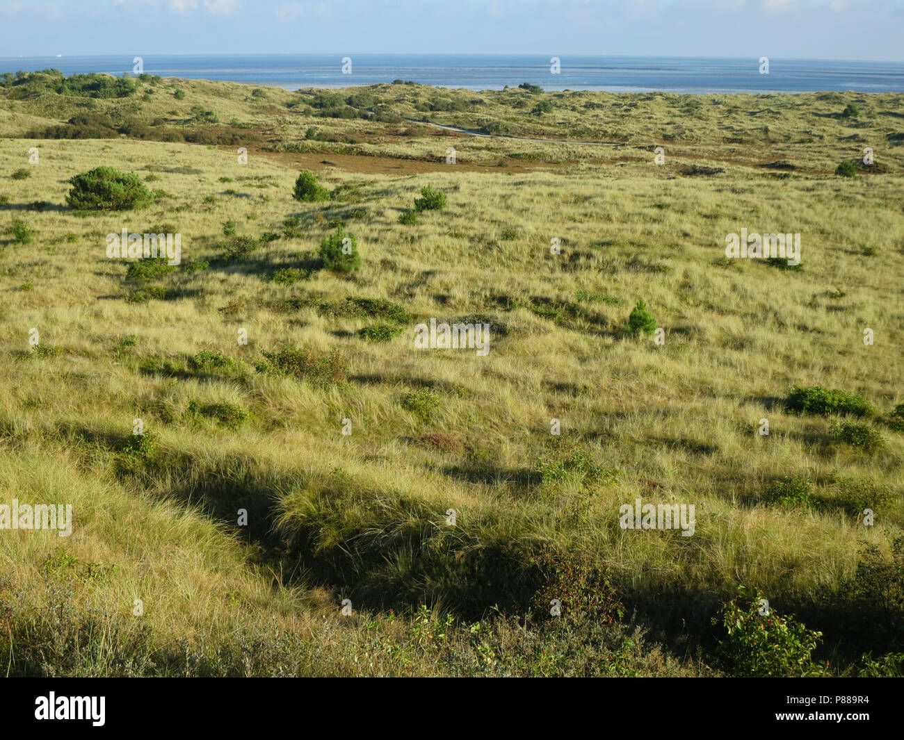 Uitzicht over duinen met naaldbomen; Overview of dunes with conifers ...