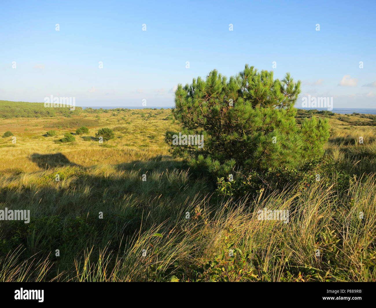 Naaldbomen hi-res stock photography and images - Alamy