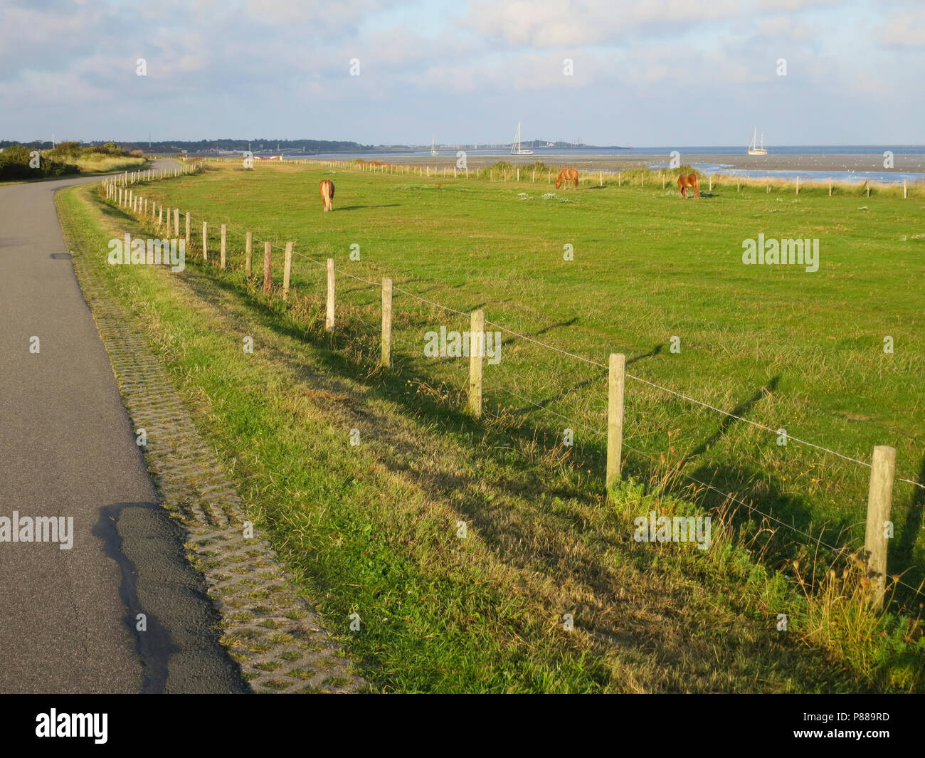 Grazende paarden in weiland; Grazing horses in meadow Stock Photo - Alamy