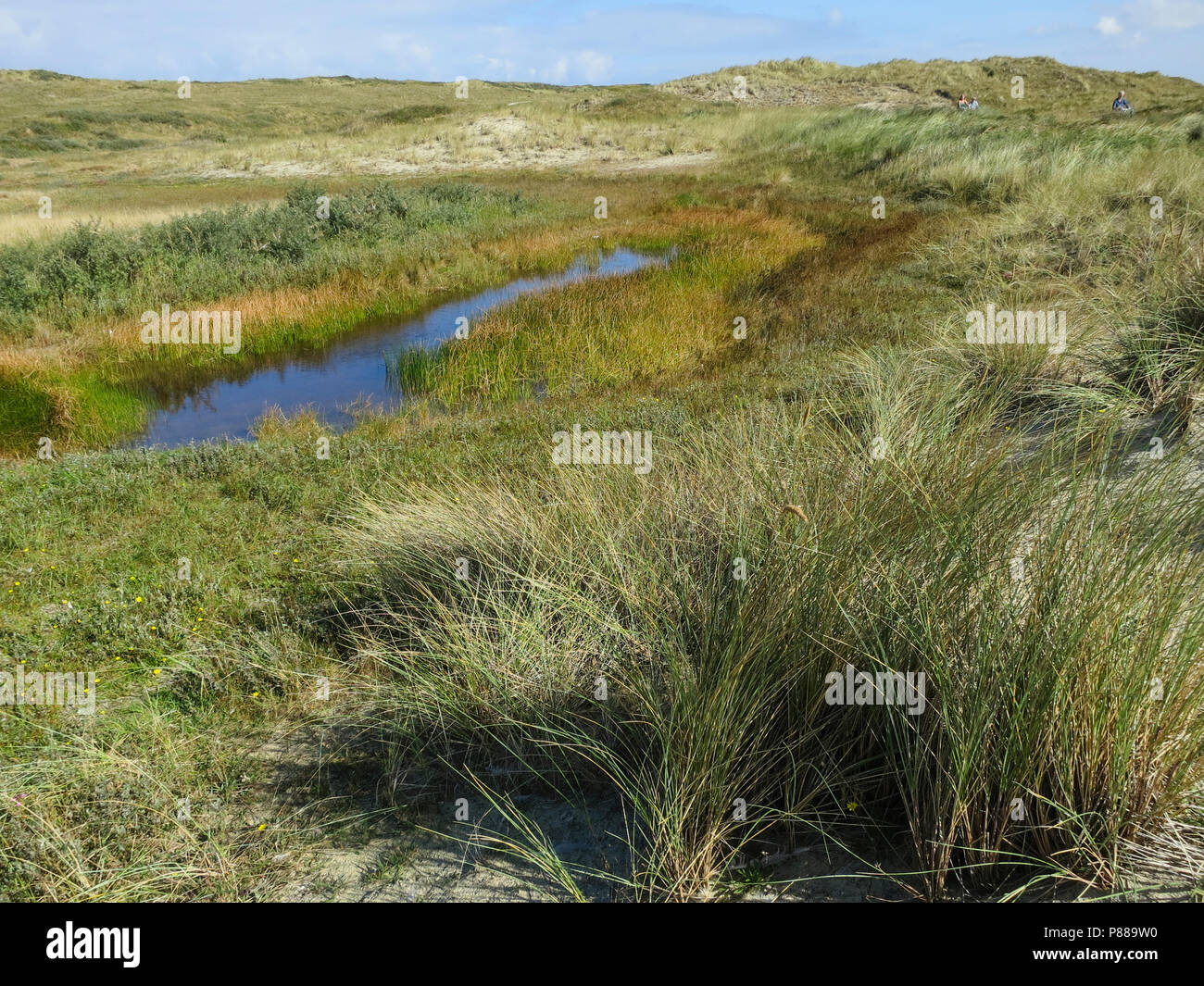 Waterplas in duinen, Lake in dunes Stock Photo - Alamy