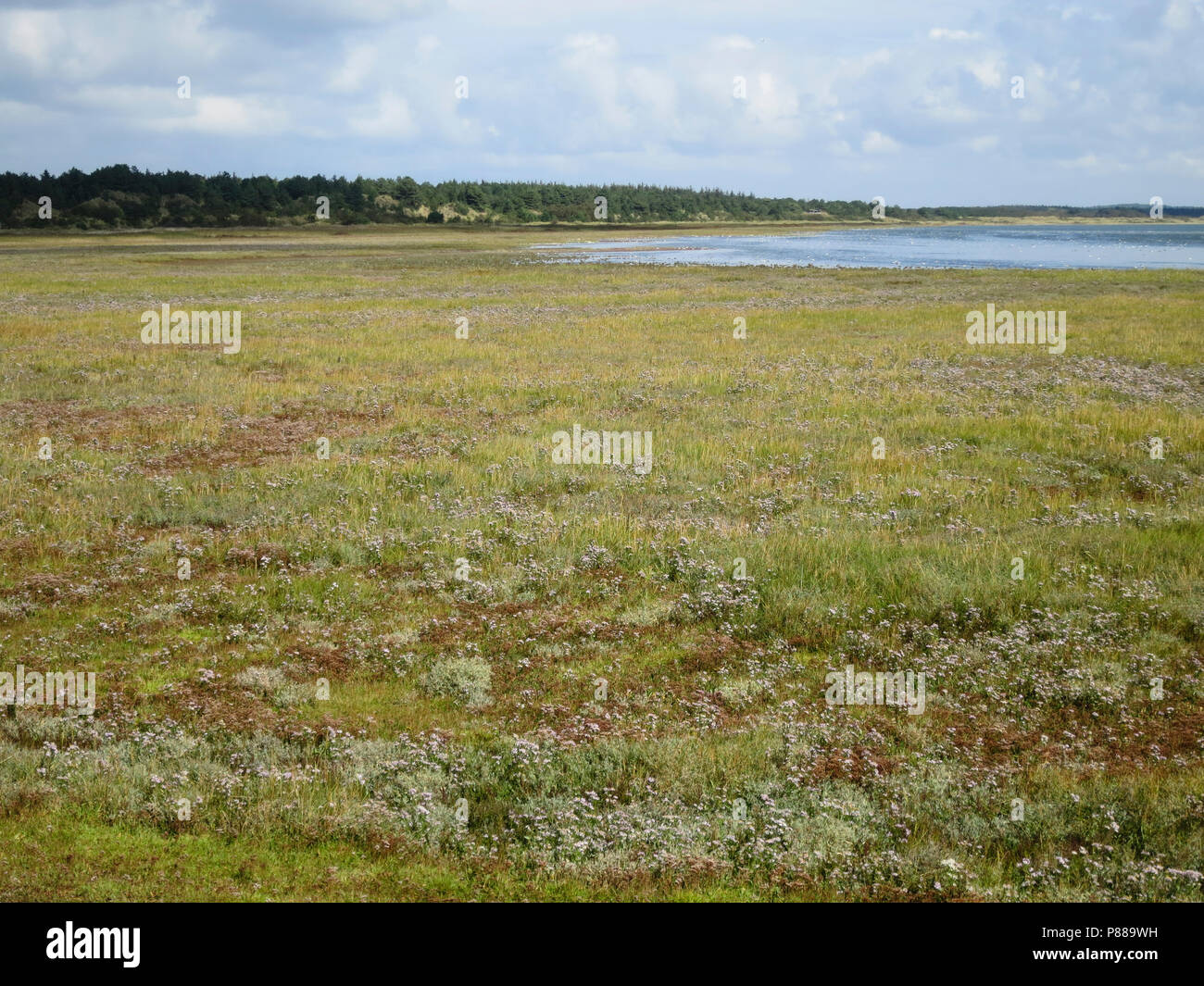 Extensive flowering plant hi-res stock photography and images - Alamy