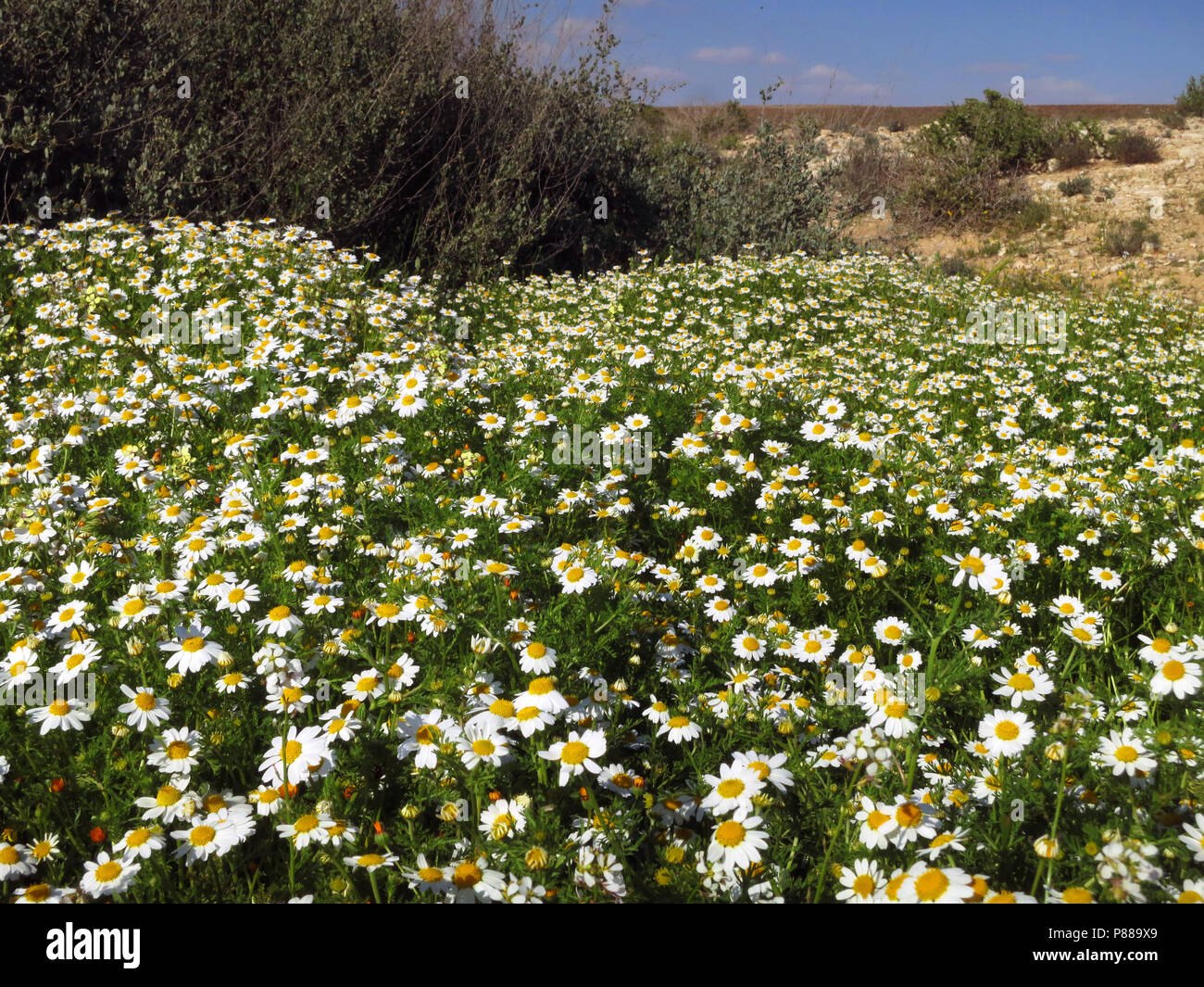 Negev woestijn in bloei; Negev desert in bloom; Israel Stock Photo - Alamy