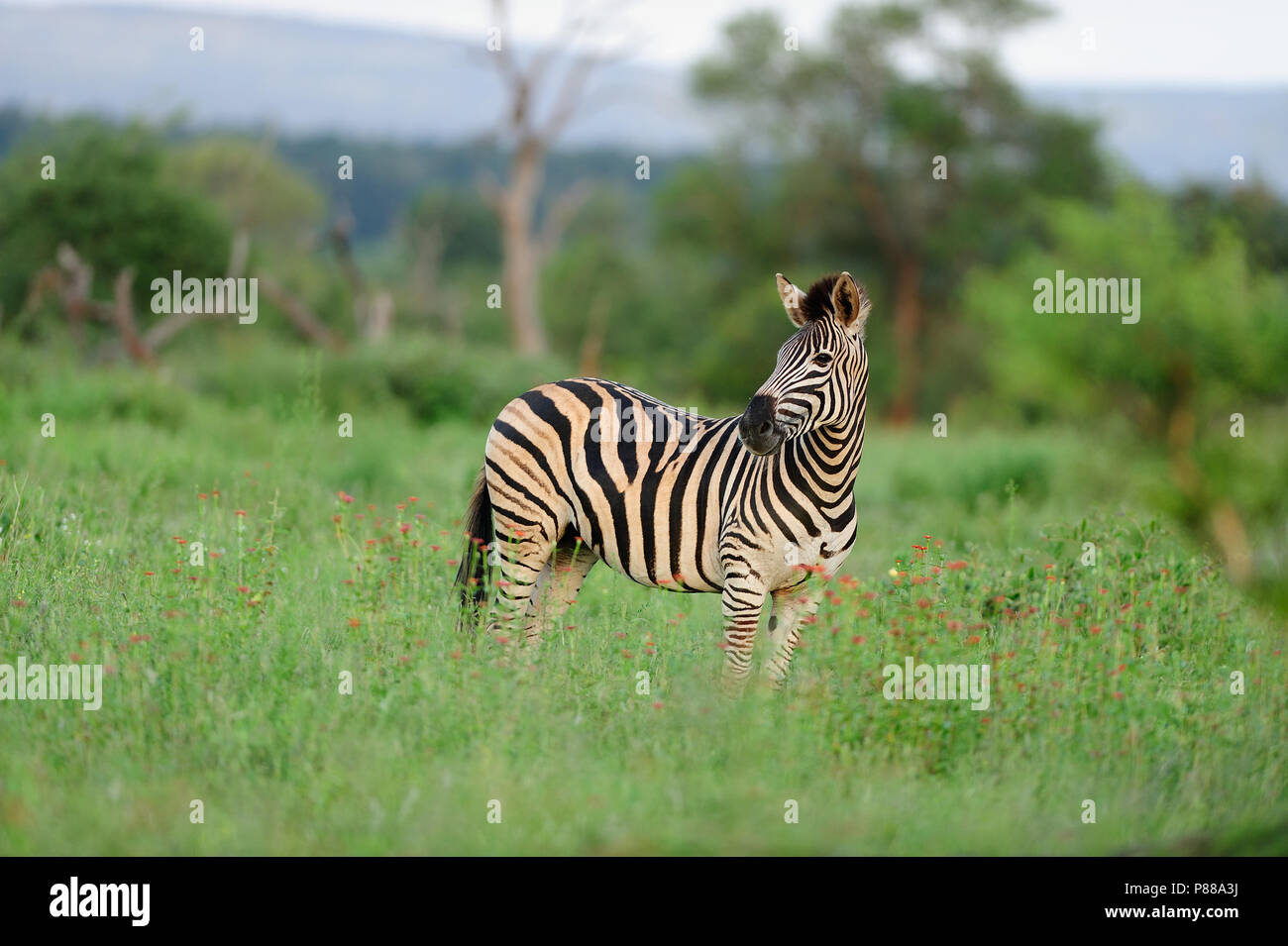 Baby animals in the spring hi-res stock photography and images - Alamy