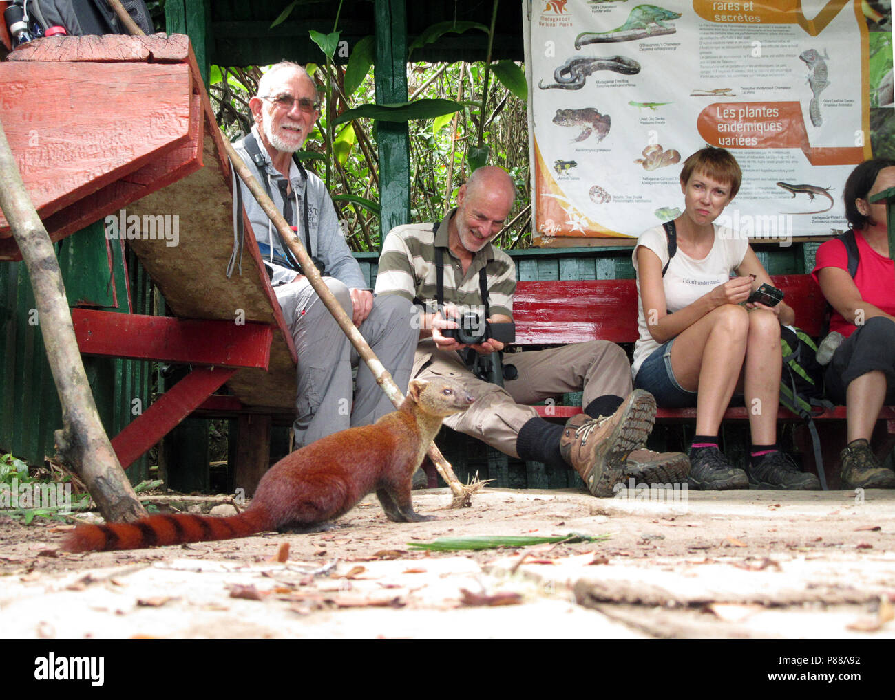 Ringstaartmangoest, Ring-tailed mongoose, Galidia elegans Stock Photo ...