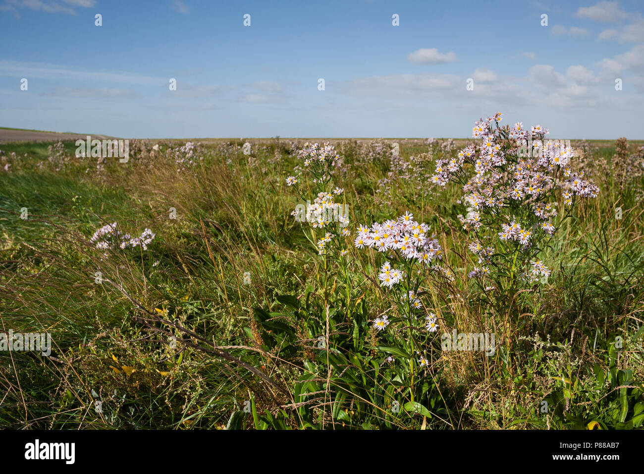 Sea aster hi-res stock photography and images - Alamy