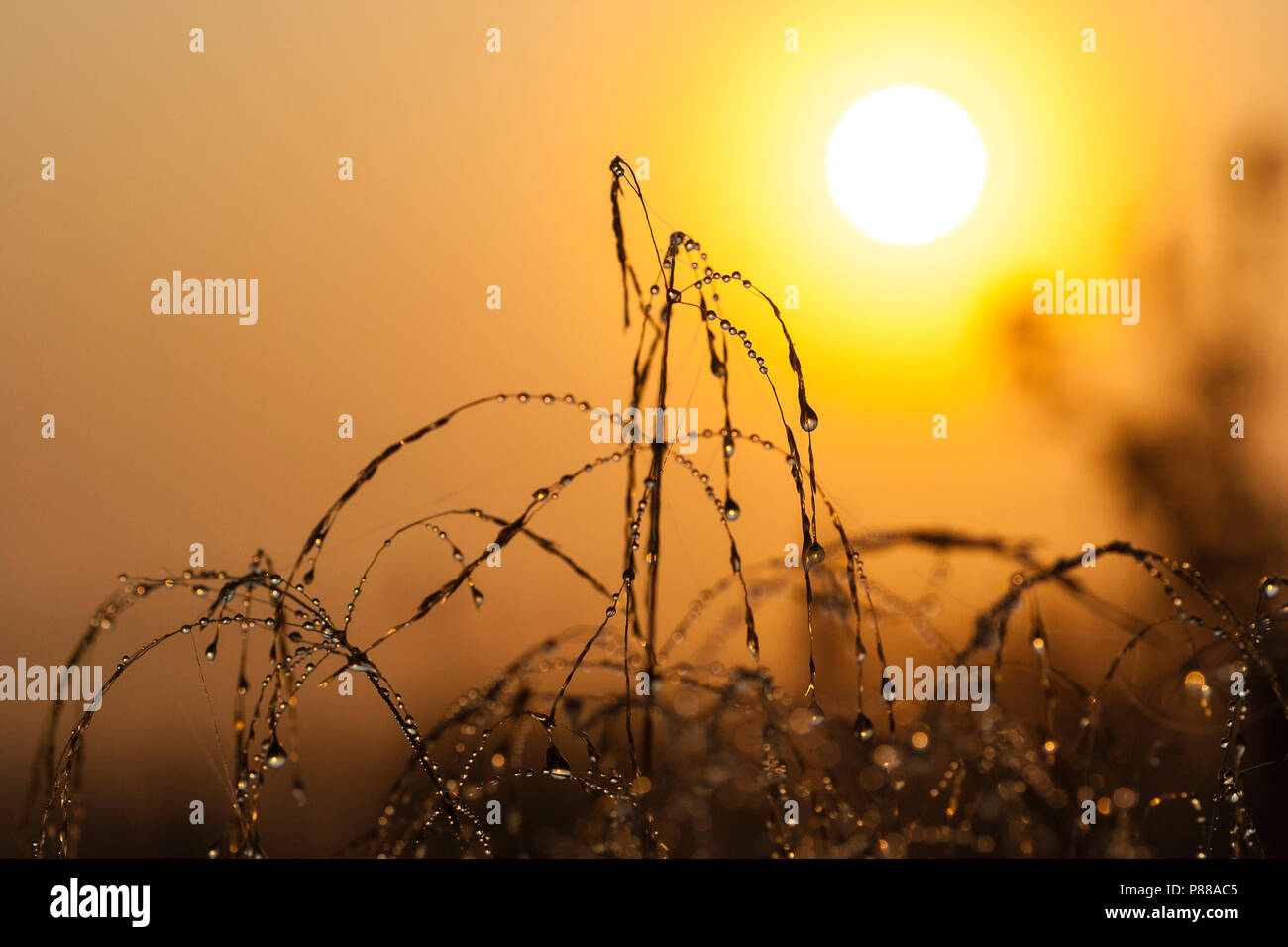 Grass covered in dew drops at sunrise Stock Photo - Alamy