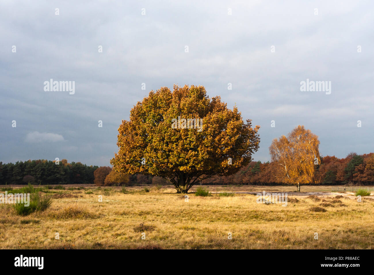 Solitaire bomen in Het Gooi in het najaar; Solitary trees at Het Gooi ...