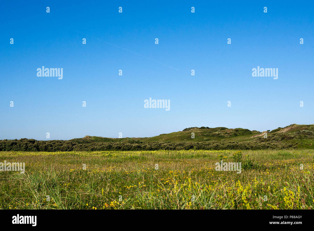 Field of Greater Yellow Rattle (Rhinanthus angustifolius) at ...
