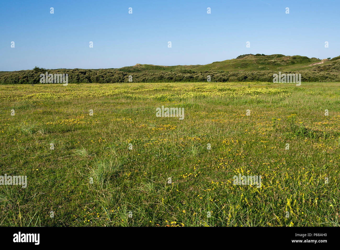 Field of Greater Yellow Rattle (Rhinanthus angustifolius) at ...