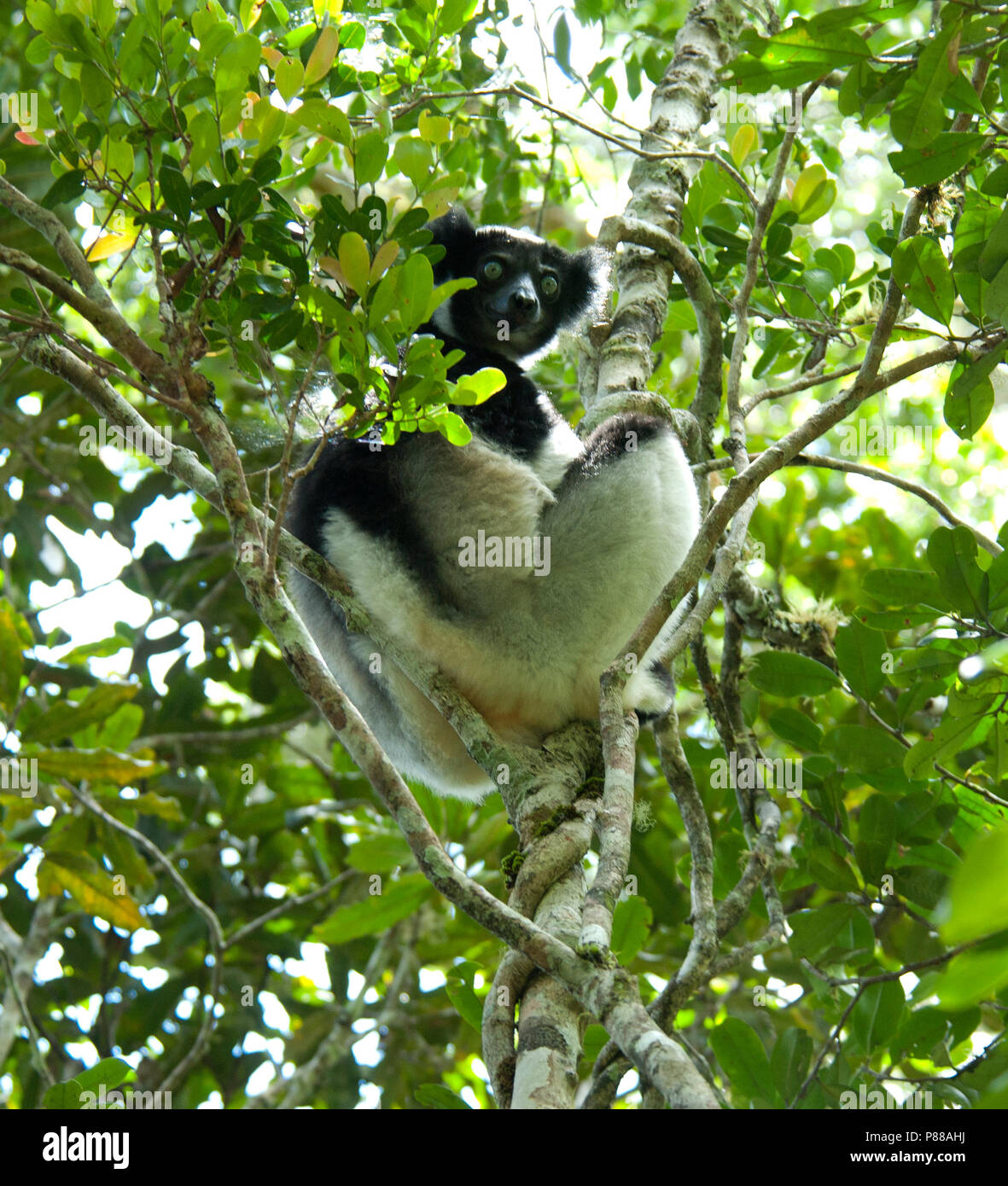 Indri indri indri madagaskar afrika hi-res stock photography and images ...